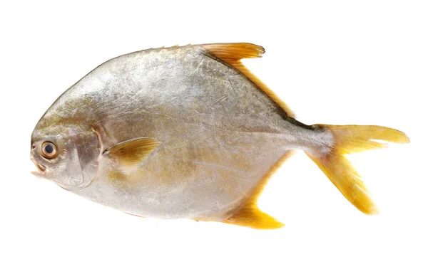 Pomfret Stock Photo by ©jianghongyan 15677867