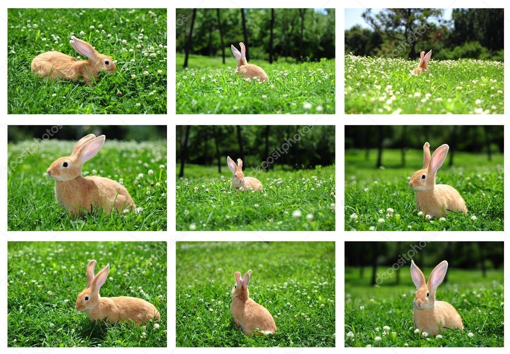 Rabbits in field — Stock Photo © jianghongyan #44036535
