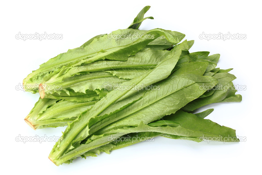 Lactuca sativa Stock Photo by ©jianghongyan 44040185