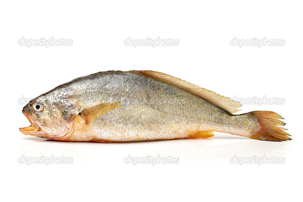 Croaker Fish Stock Photo by ©jianghongyan 44126725