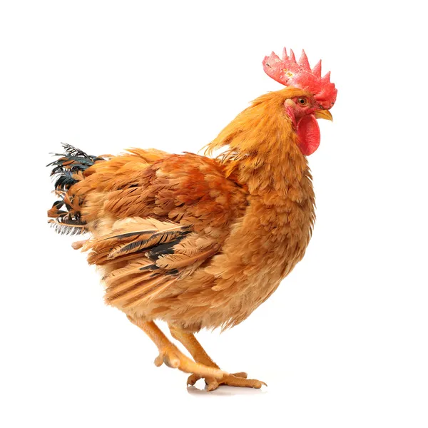 Red rooster Stock Photo by ©jianghongyan 44851249