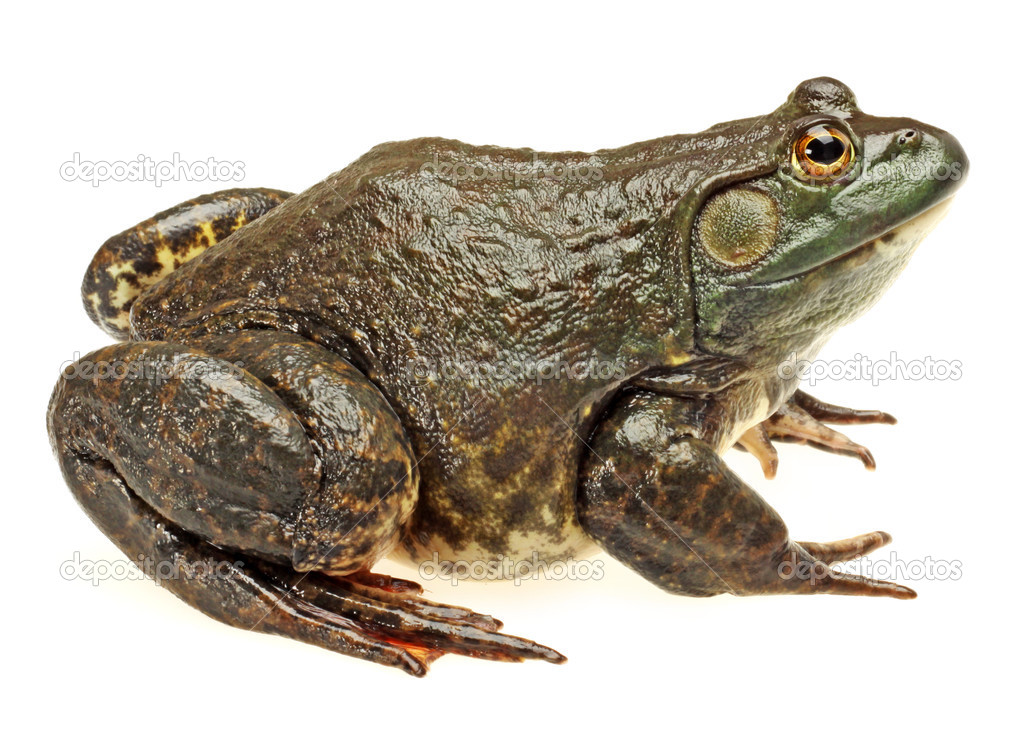 Rana toro: fotografía de stock © jianghongyan #44879575 | Depositphotos