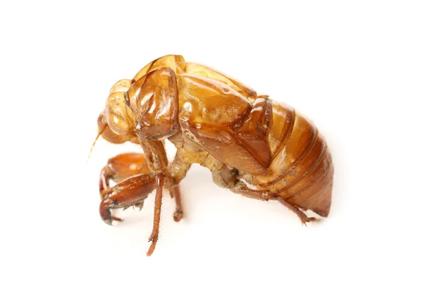 Cicada shell Stock Photos, Royalty Free Cicada shell Images | Depositphotos
