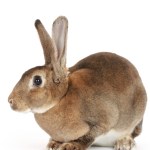 Bunny with big ears — Stock Photo © jianghongyan #53118515