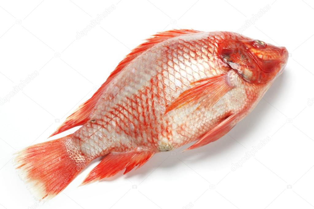 Red snapper Stock Photo by ©jianghongyan 45007527