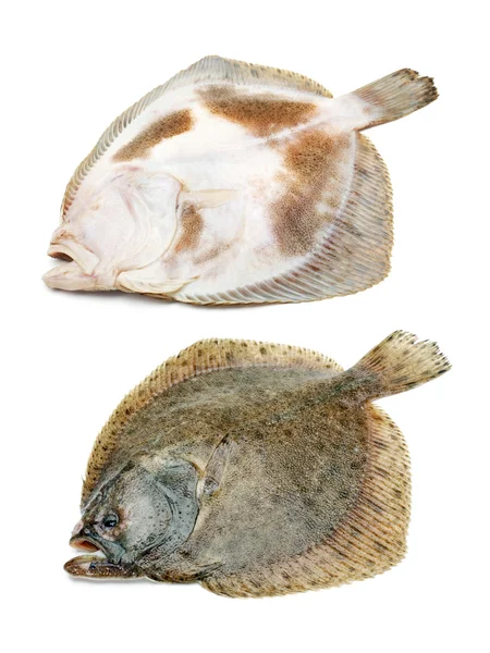 Pez rodaballo fotos de stock, imágenes de Pez rodaballo sin royalties ...