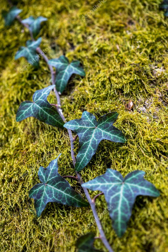 Hiedra silvestre (Hedera helix) en un árbol viejo en un Parque Regional ...