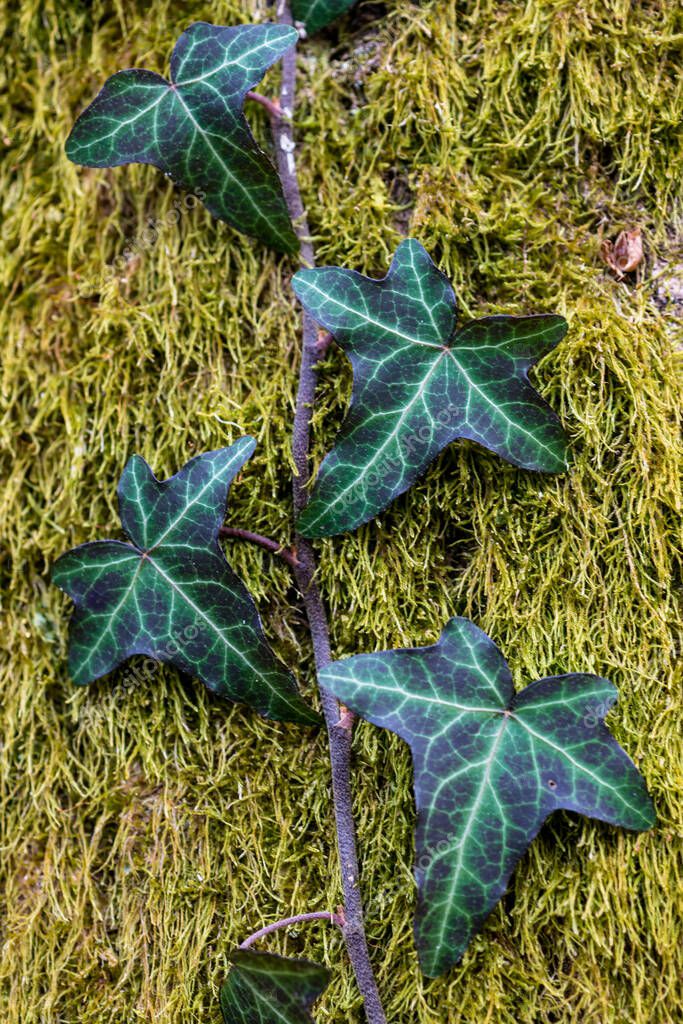 Hiedra silvestre (Hedera helix) en un rbol viejo en un Parque Regional ...