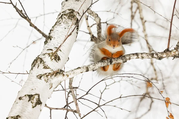 Siberian flying squirrel Stock Photos, Royalty Free Siberian flying ...