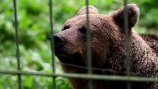 Grizzly Bear Stock Photo by ©asbjhb 12855514