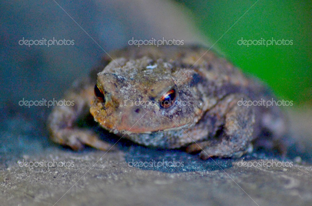 Kröte - ugly toad — Stockfoto © Jo345 #28713953