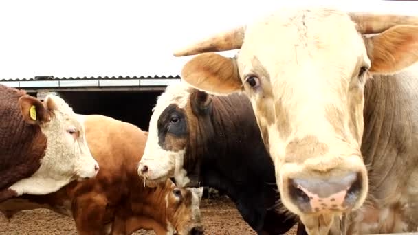 Cows and bulls cattle in the meadow grass farm mating seson — Stock ...