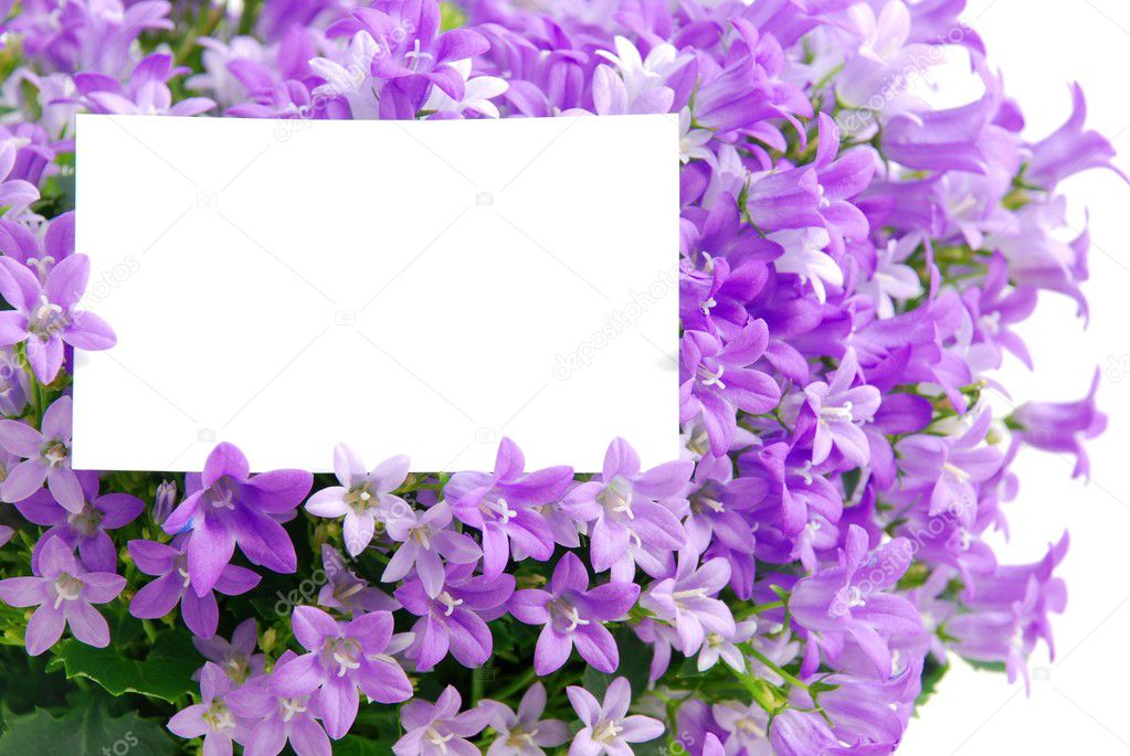 Copy space in purpla blossoms — Stock Photo © Nelosa #18720221