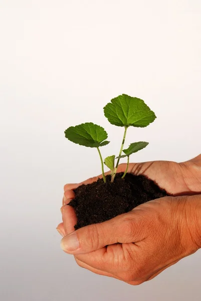 Plant growing on hand | Plant growing in hand — Stock Photo ...