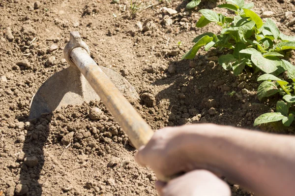 How to garden Stock Photos, Royalty Free How to garden Images ...