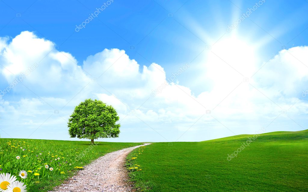 Tree in the green grass near the path — Stock Photo © shahril #19607187