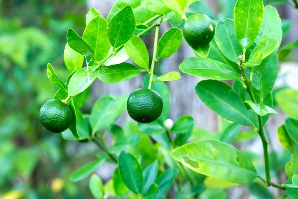 Calamansi Plant Clip Art