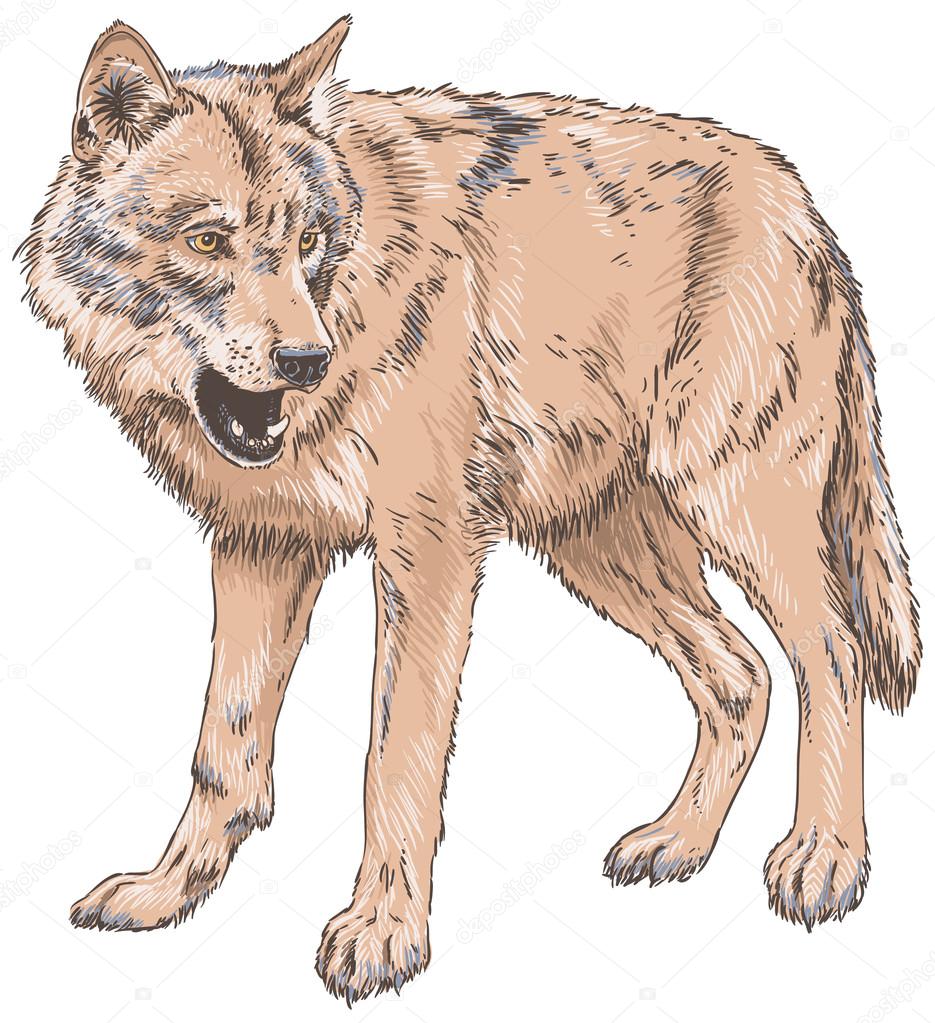 Wolf Looking Back Drawing