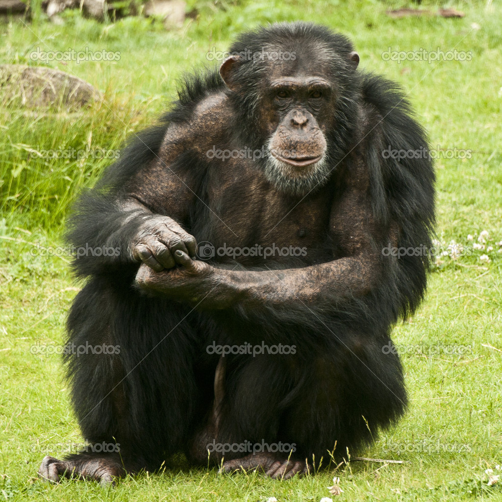 Male Chimpanzee — Stock Photo © zizar #27560419