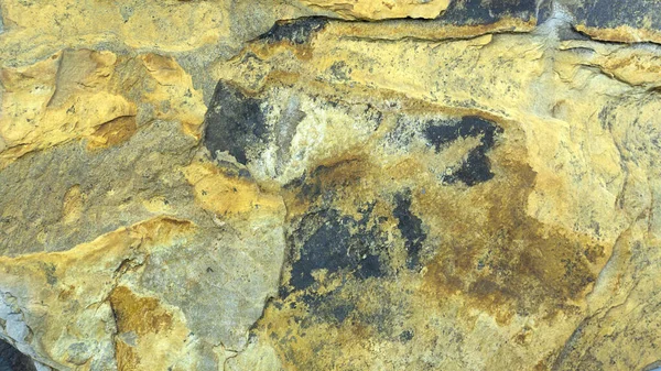 T rex fossil Stock Photos, Royalty Free T rex fossil Images | Depositphotos