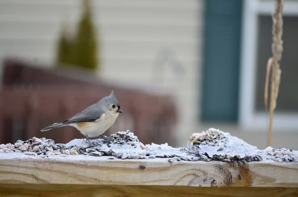 Common titmouse Stock Photos, Royalty Free Common titmouse Images ...