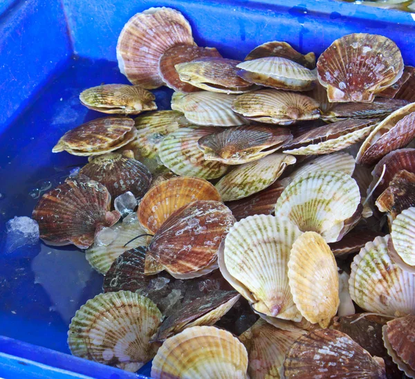 Scallops in the shell in the market - Stock Image - Everypixel