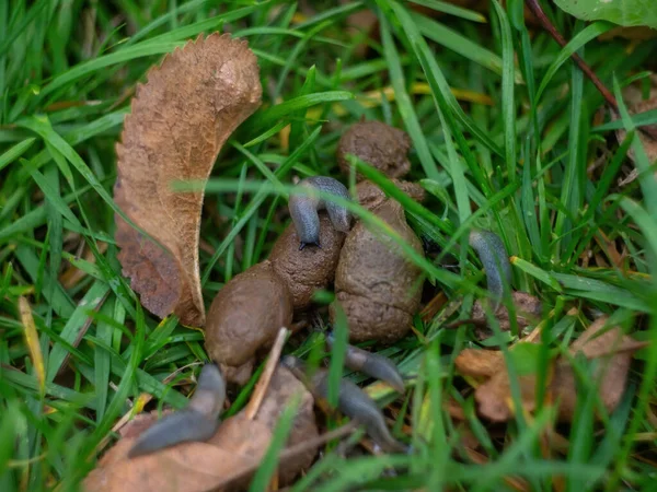 Common scat Stock Photos, Royalty Free Common scat Images | Depositphotos