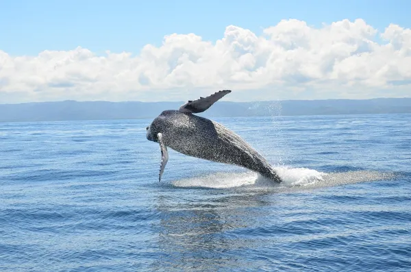 Whale jump Stock Photos, Royalty Free Whale jump Images | Depositphotos