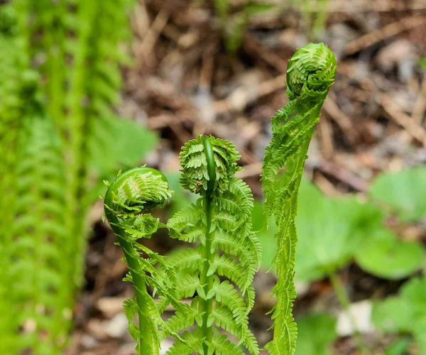 Fern grows Stock Photos, Royalty Free Fern grows Images | Depositphotos