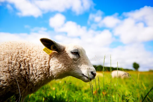 Closeup side view portrait of a sheep - Stock Image - Everypixel
