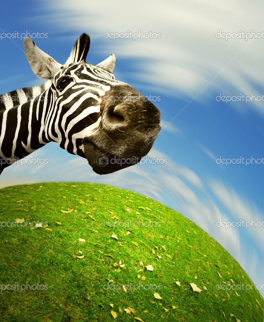 Curious zebra face looking into the camera — Stock Photo © solovyova ...