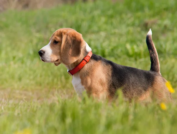 Beagle puppy outdoor shoot - Stock Image - Everypixel