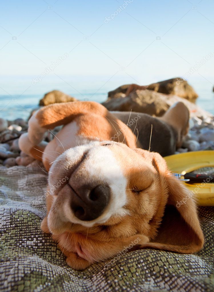Sunbathing dog portrait — Stock Photo © solovyova #25231235