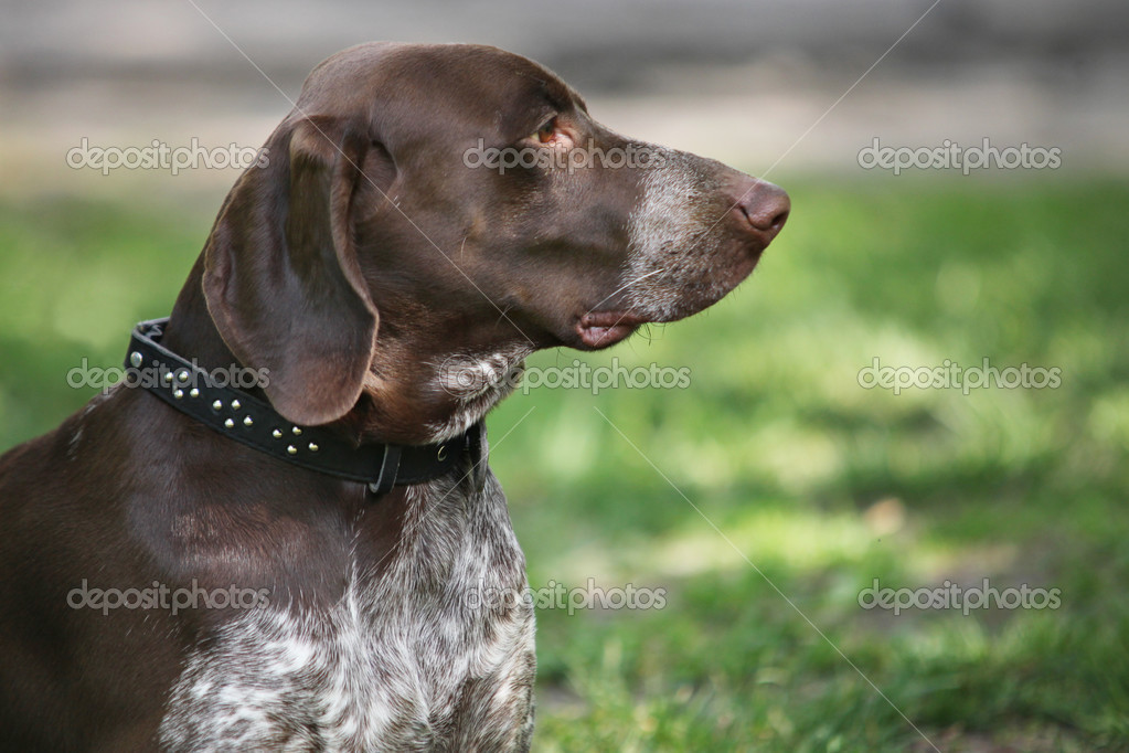 German Shorthaired Pointer Liver Spotted