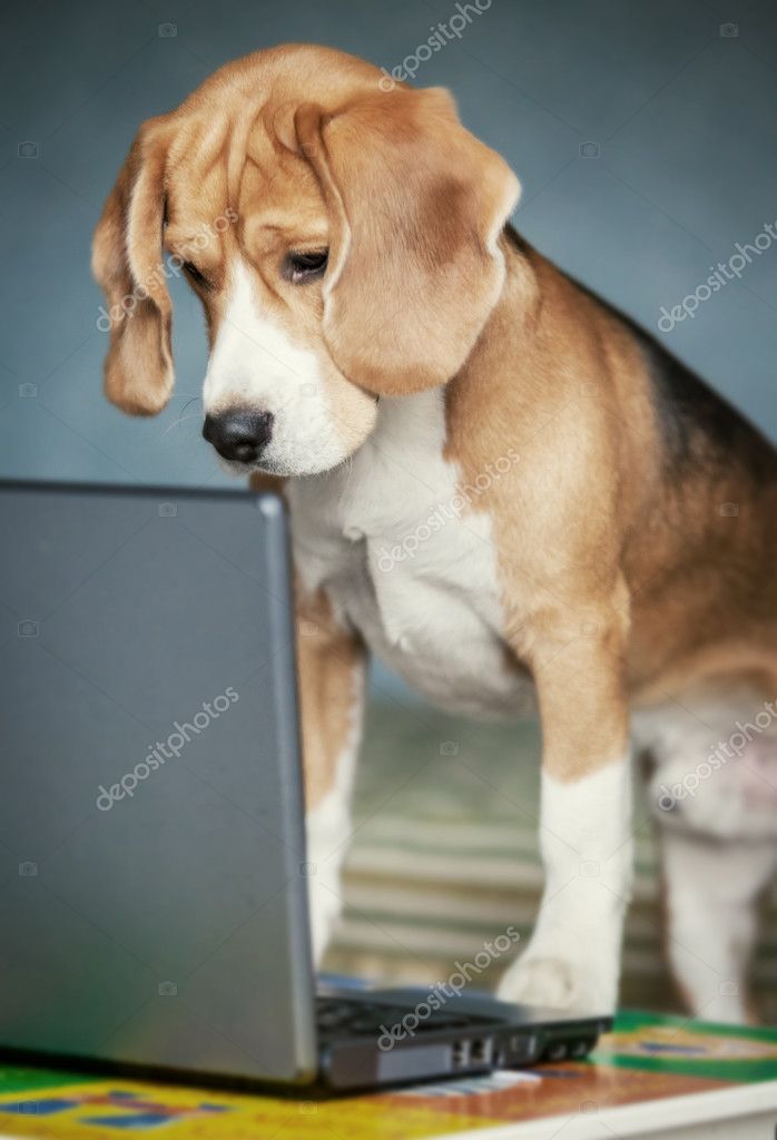 Nosy beagle surfing by internet — Stock Photo © solovyova #48839597
