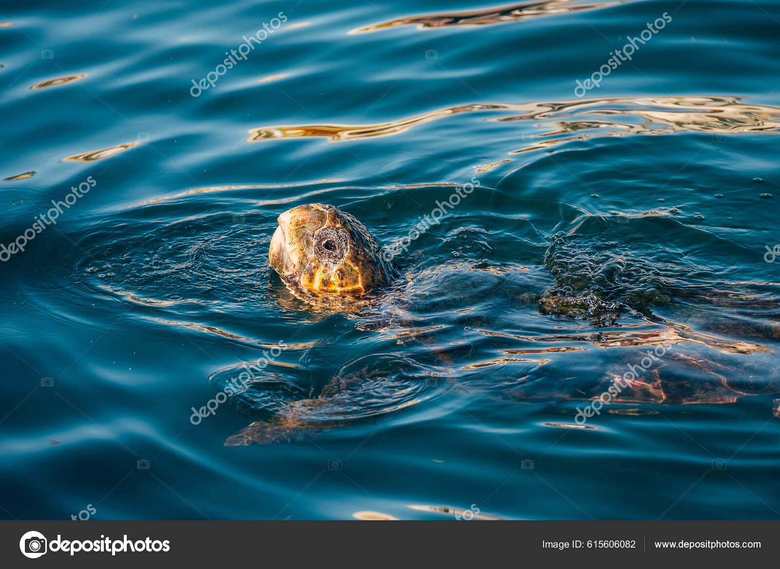 Loggerhead Sea Turtle Underwater Emerging Water Surface Catch Fresh Air ...