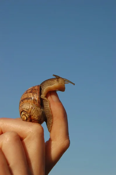 Ukuran normal Stock Photos, Royalty Free Ukuran normal Images ...