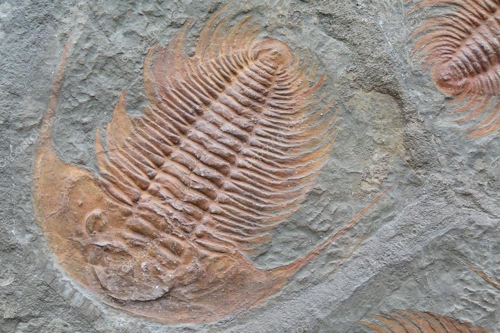 Fossils — Stock Editorial Photo © jarino #22144661