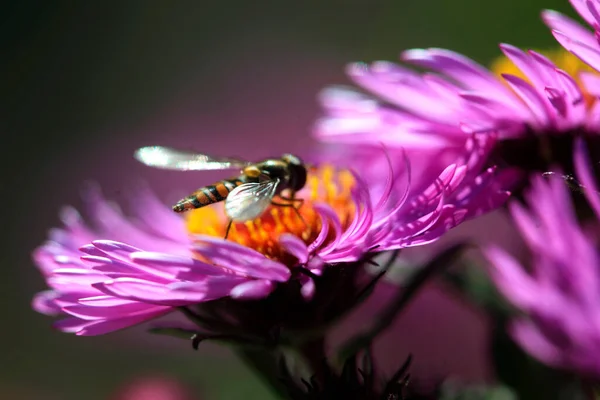 Insectes et fleurs Stock Photos, Royalty Free Insectes et fleurs Images ...