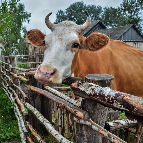 Fotos de Vaca russa, Imagens de Vaca russa sem royalties | Depositphotos