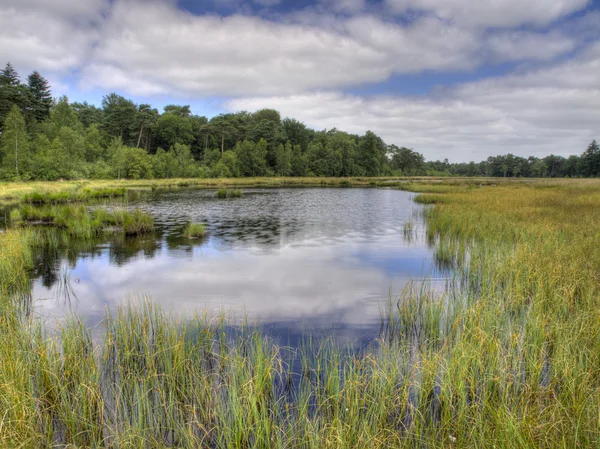 Marshland Stock Photos, Royalty Free Marshland Images | Depositphotos