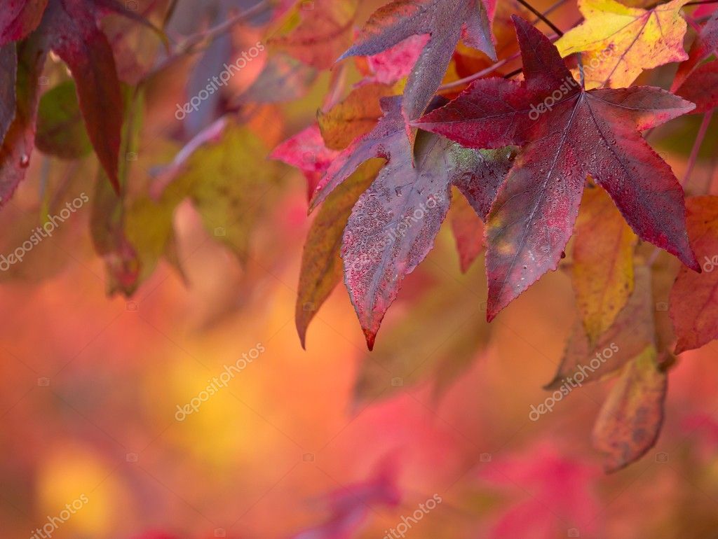 Brightly colored maple leaves during autumn — Stock Photo ...