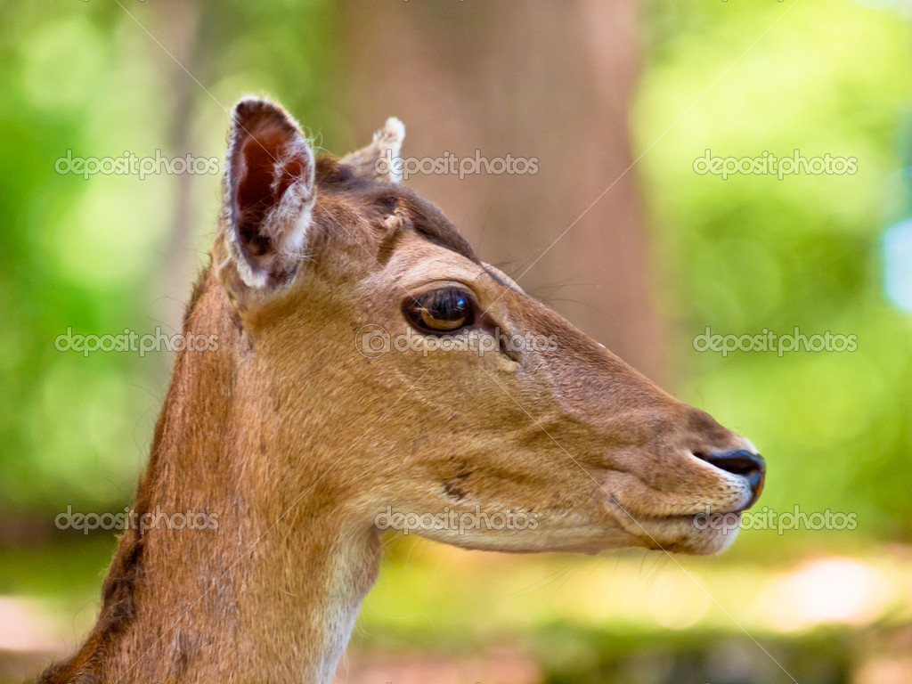 Head of a fallow deer Stock Photo by ©CreativeNature 21156311