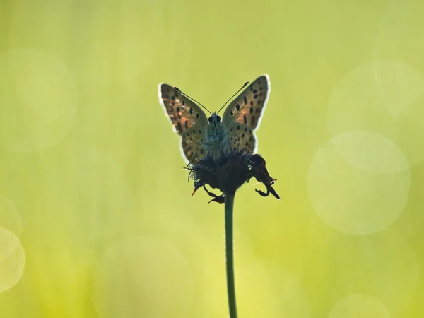 Papillon chevalier Stock Photos, Royalty Free Papillon chevalier Images ...