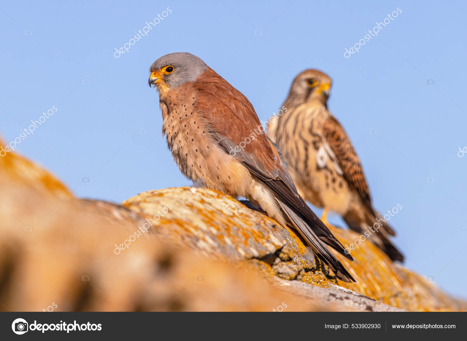 Lesser Kestrel
