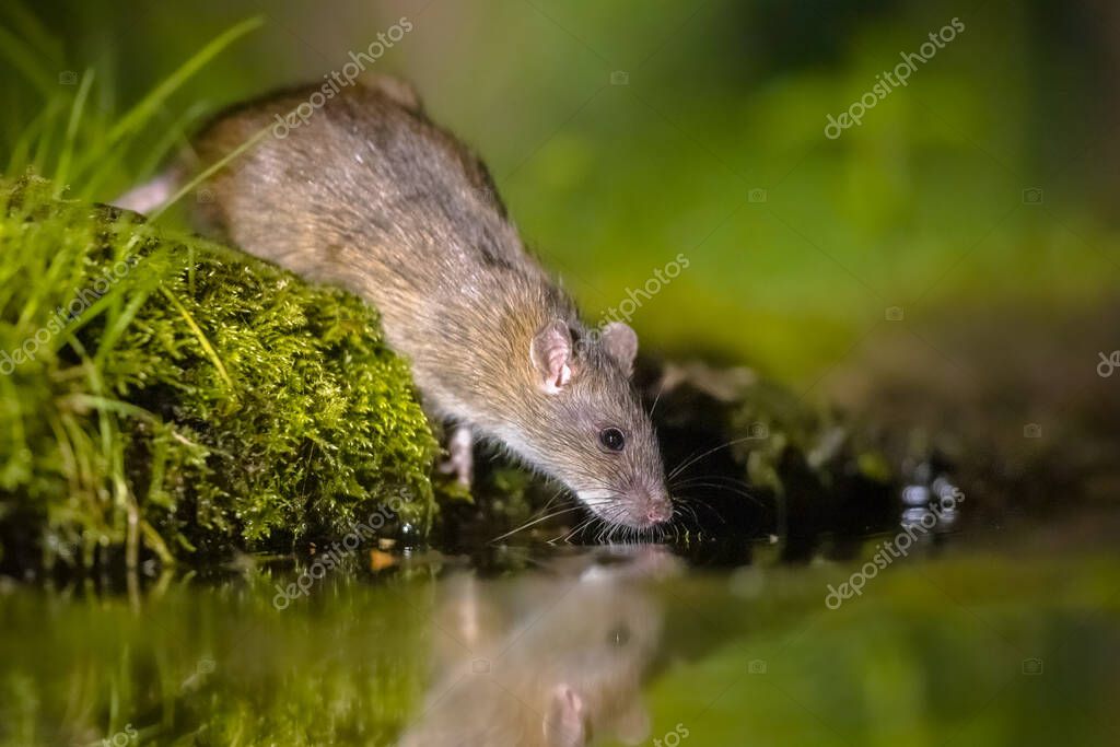 Rata parda (Rattus norvegicus) bebiendo agua del banco por la noche ...