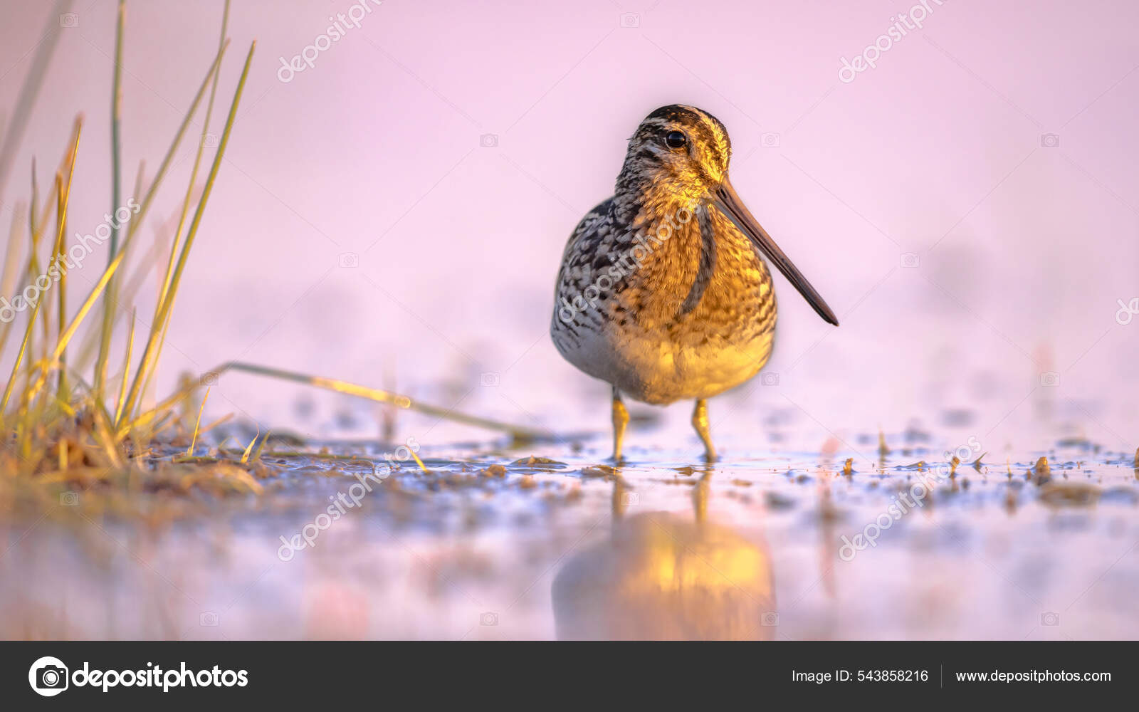 Common Snipe Gallinago Gallinago Small Stocky Wader Native Old World ...