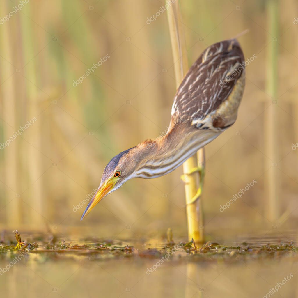 Pequeño amargo (Ixobrychus minutus) encaramado en caña sobre el agua de ...