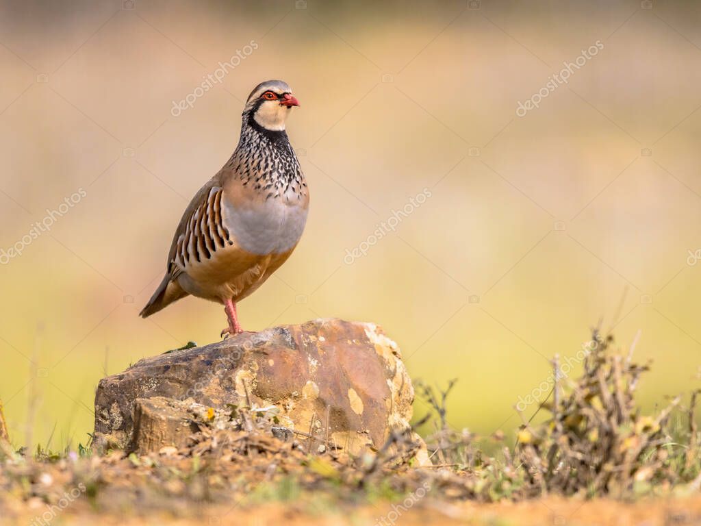 La perdiz de patas rojas (Alectoris rufa) es un ave de juego de la ...