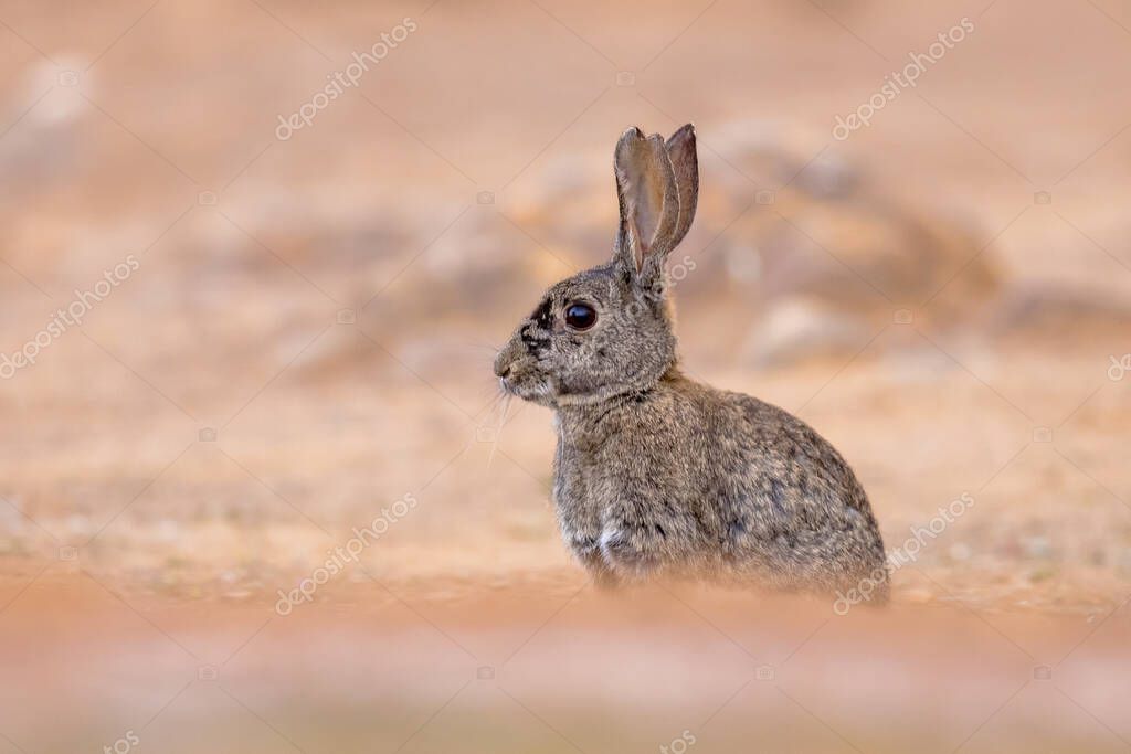 Oryctolagus cuniculus es una especie de conejo de la Península Ibérica ...